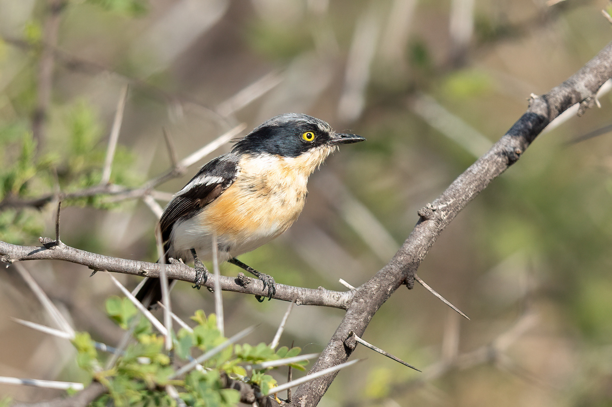 Pririt Batis | wonderofbirds