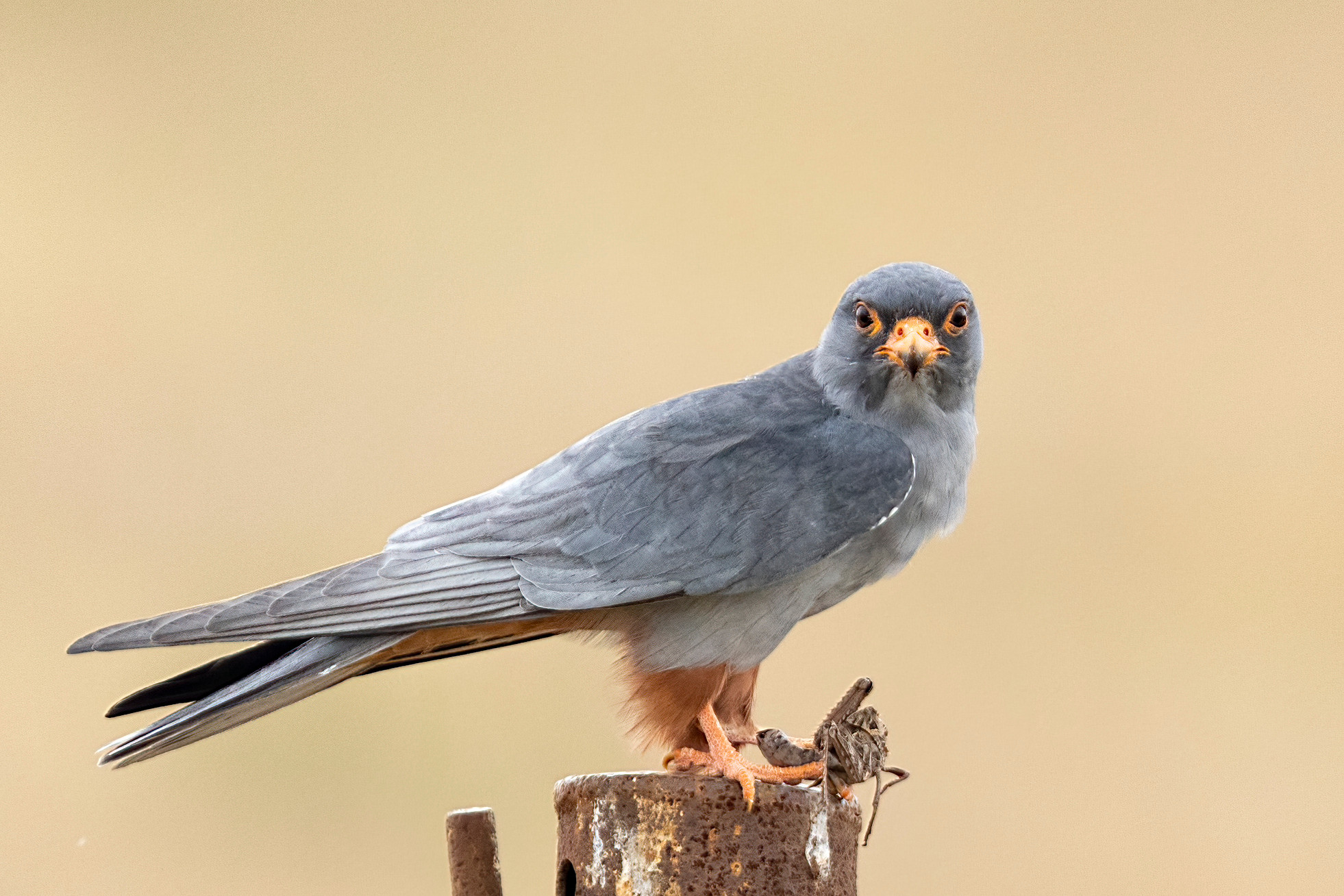 Amur Falcon | wonderofbirds