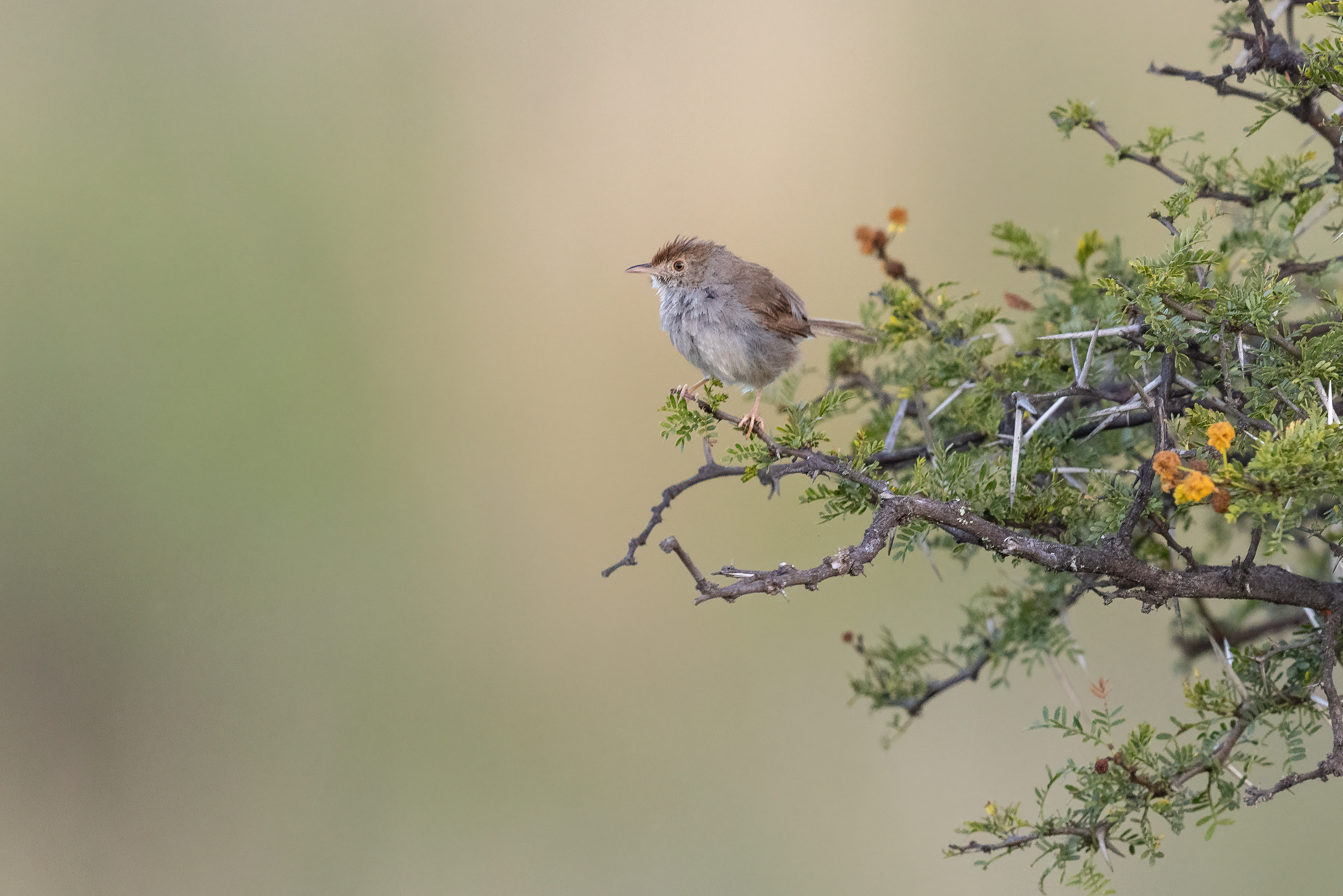 Neddicky | wonderofbirds