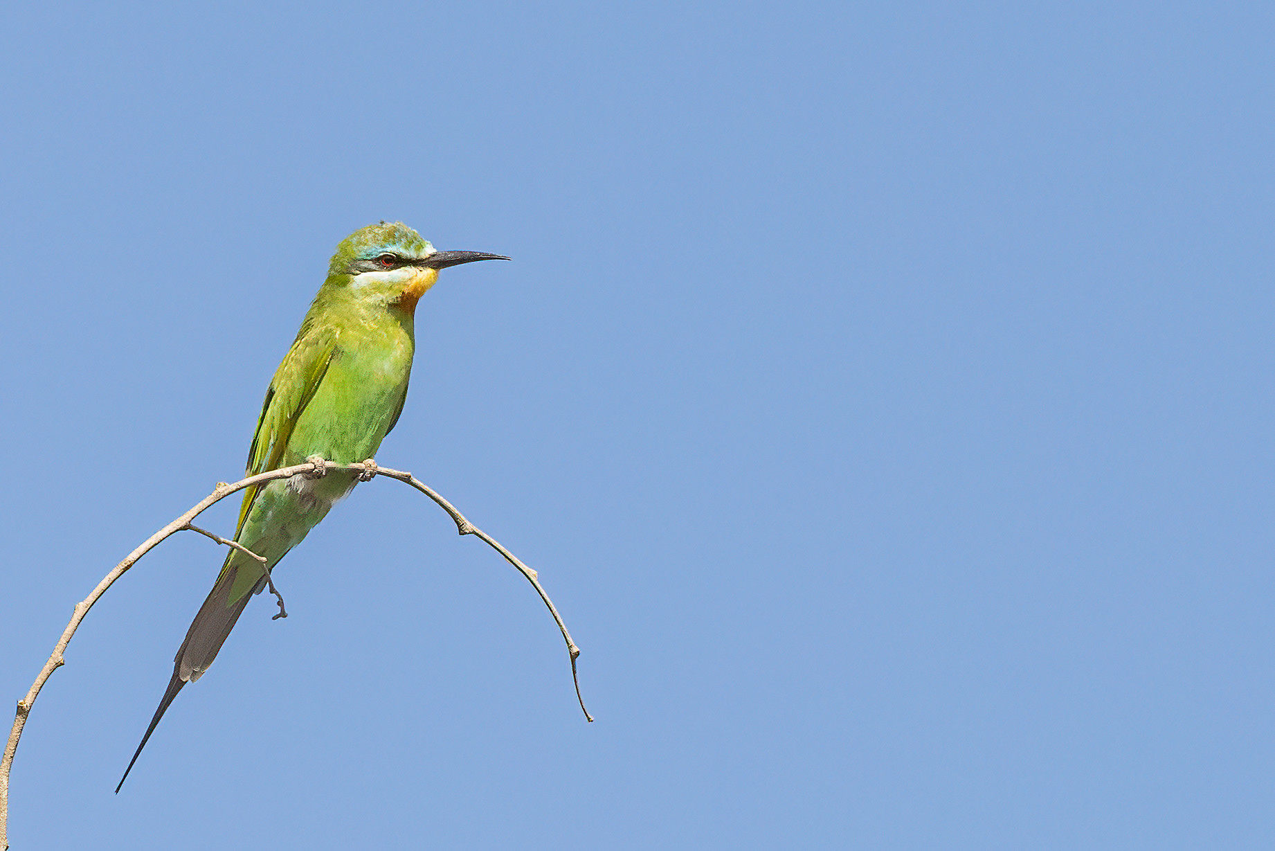 Bee-eater | wonderofbirds