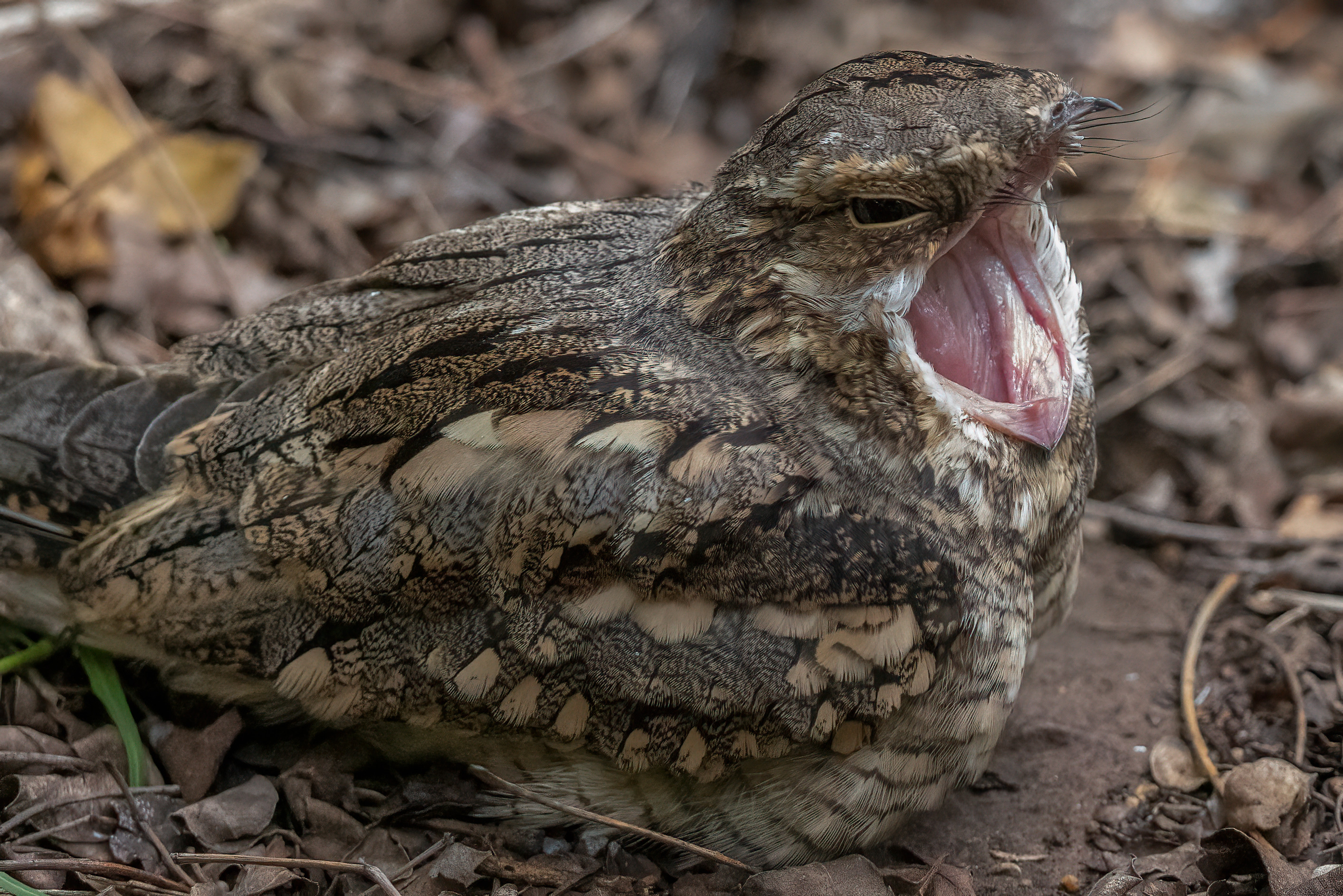Nightjar | wonderofbirds