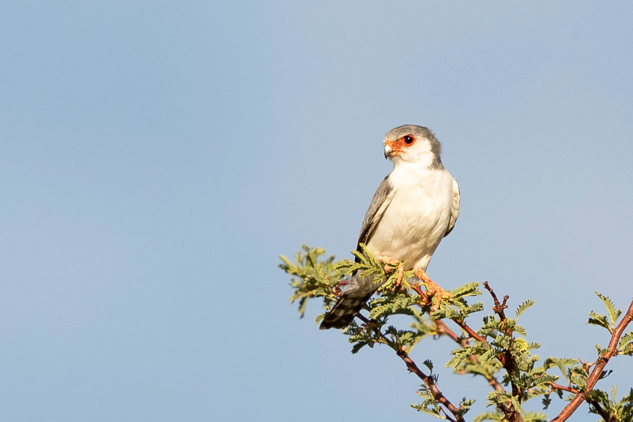 Pygmy Falcon | wonderofbirds
