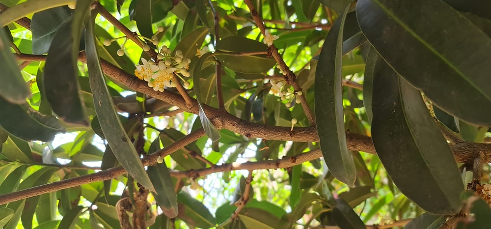 Story of how a Surangi tree was saved