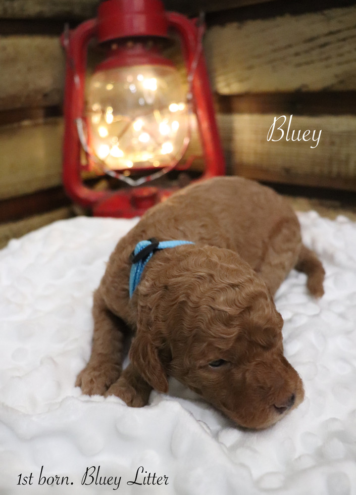 3/14/23-Bluey/Chessy | Red Barn Moyen Poodles