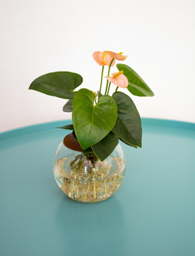 10cm Glass Fishbowl with Pink Anthurium Lily | Mother City Jungle