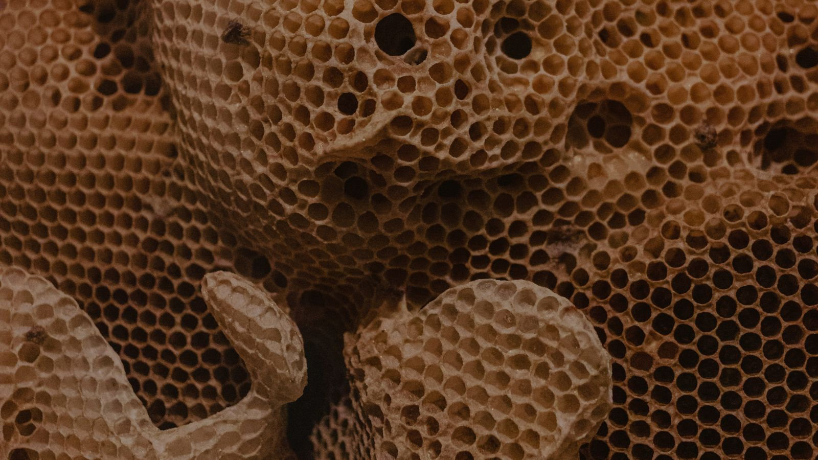 INSECTITECTURE - RESIDENCES INSPIRED BY INSECT COLONIES
