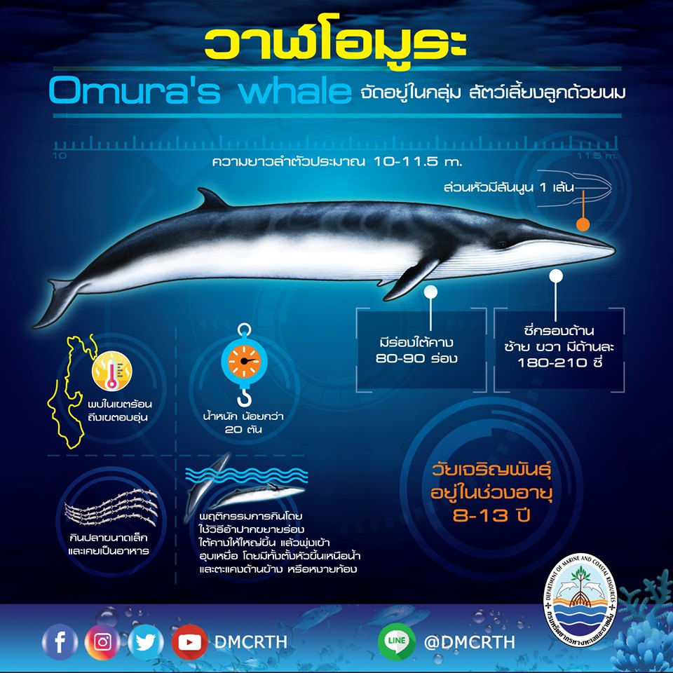 วาฬโอมูระ(Omura's Whale, Dwarf Fin Whale)