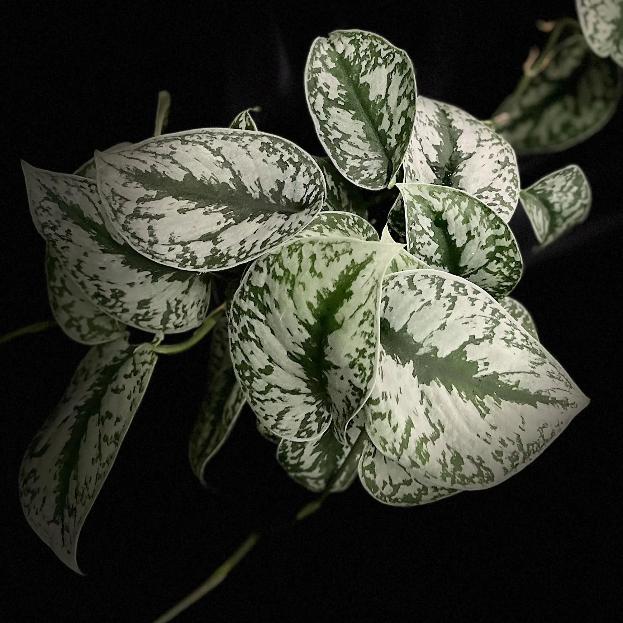 Scindapsus Pictus "Exotica" | Wetmyplants