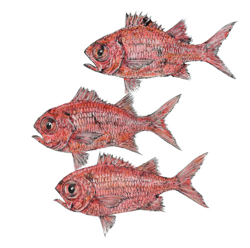 Triple Menpachi (Soldierfish) | Mysite