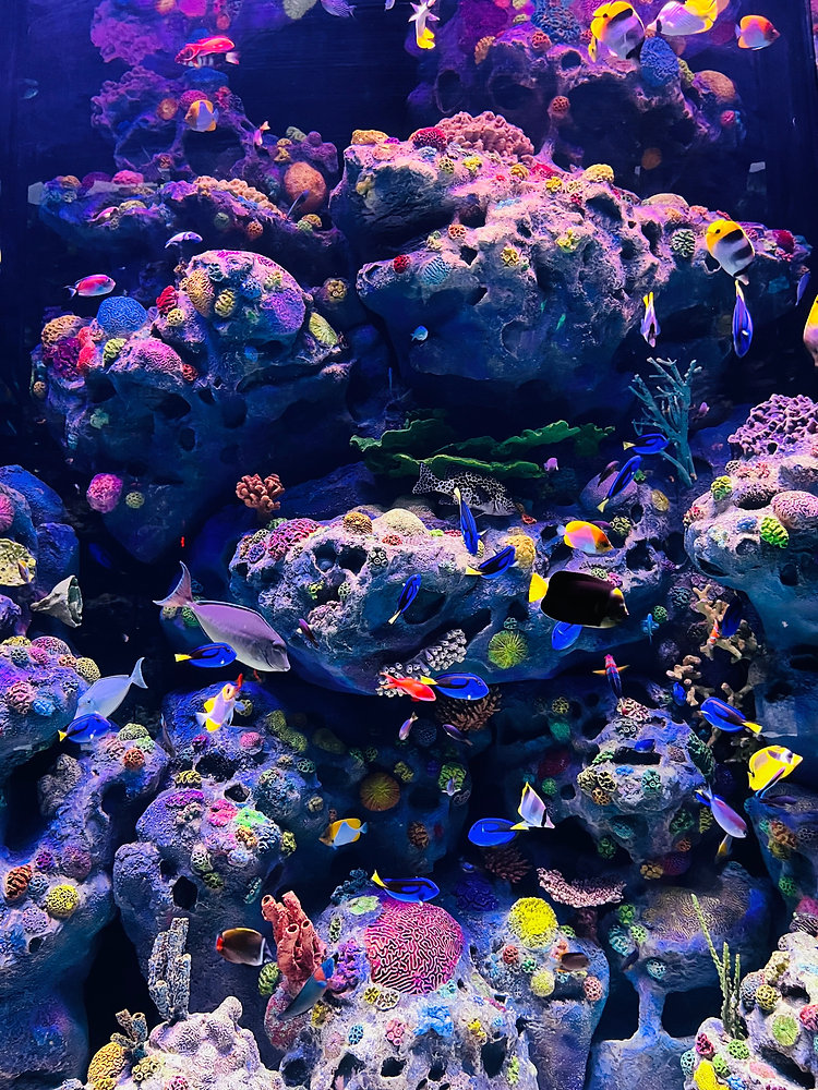 Dive into the Depths: Maintaining a Stunning Reef Tank