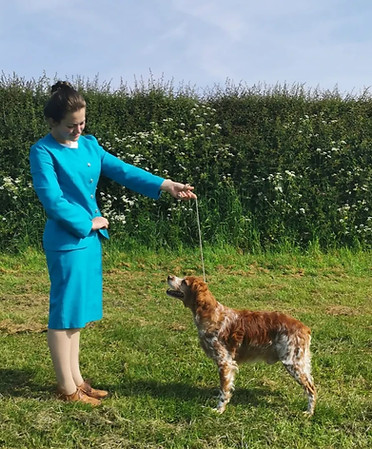 Show dog handling | Cetgueli gundogs| Wales