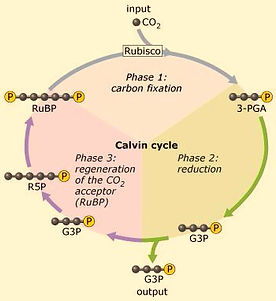rubp calvin cycle