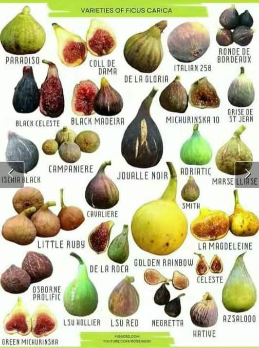 La Figue (Ficus carica fructus) en Diététique Chinoise et Ayurveda