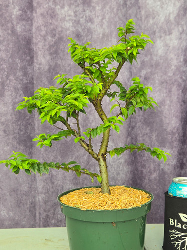 Jacqueline Hillier Elm Pre-Bonsai | Blackroot Farms