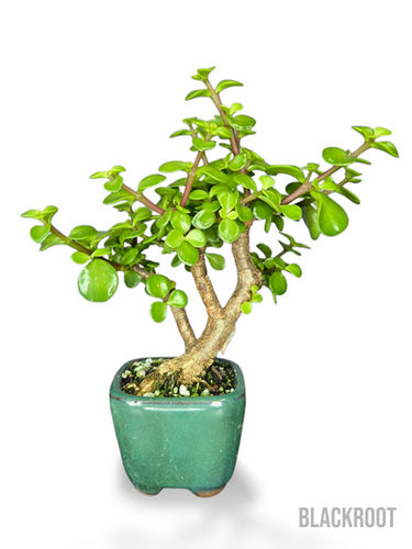Dwarf Jade Bonsai - Mame | Blackroot Farms