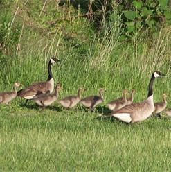 Lake community | Spring Lake Missouri | United States
