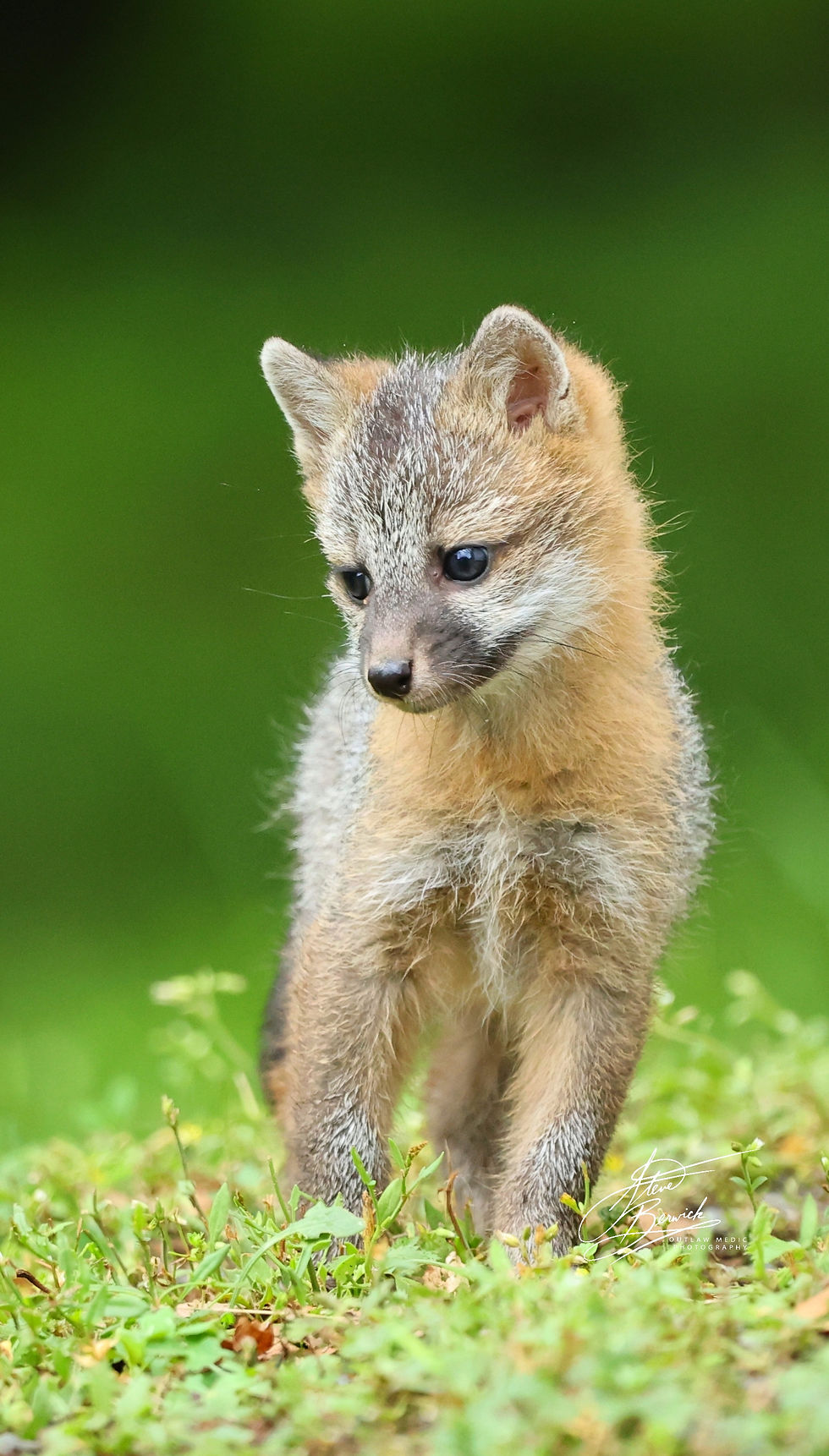 Gray Fox Baby | outlawmedicphotos