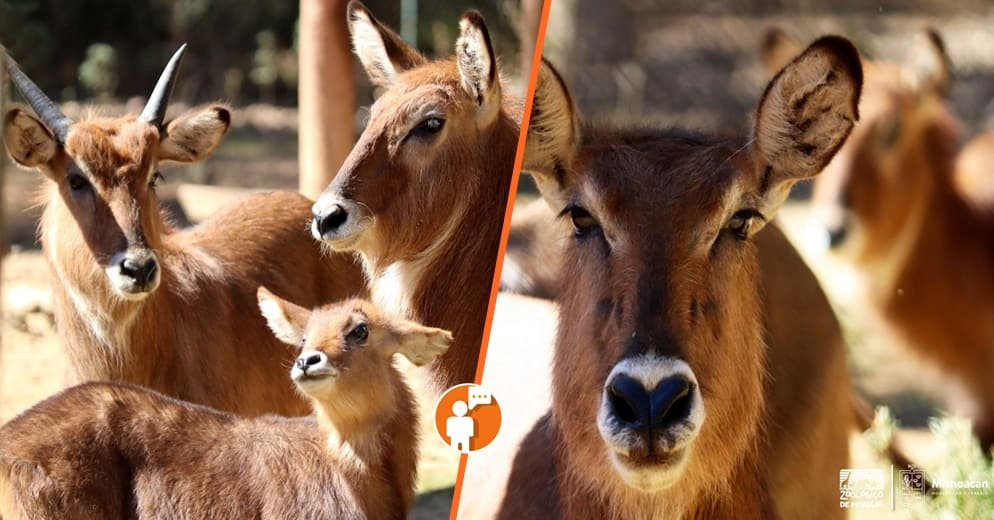 Conoce en el Zoológico de Morelia al singular antílope ...