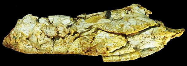 Sahitisuchus | dinossauros-e-afins