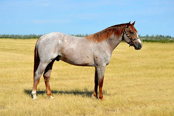 Smart Little Sannman | Lauing