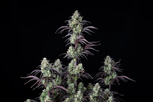 Mimosa Cake Auto x3 | Farmers Seeds