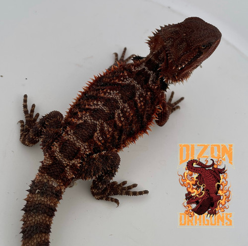 (Hold Back) Male Double Het 100% Red Monster | Dizon Dragons