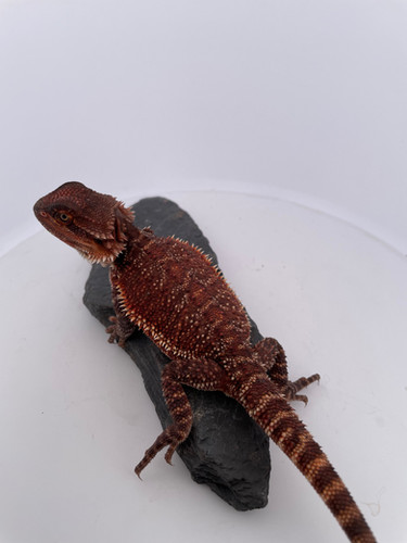 Female het 100% Red Monster | Dizon Dragons