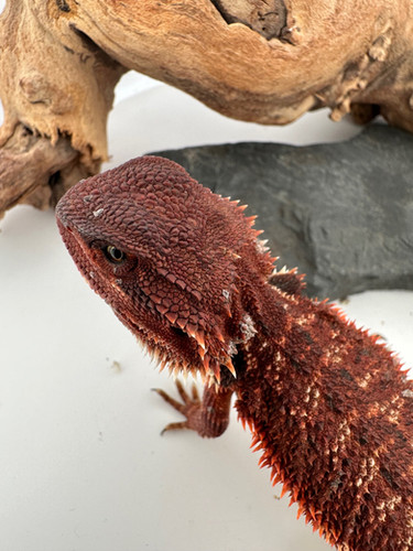 Female Double het 100% Red Monster | Dizon Dragons