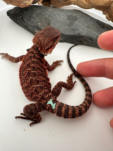Male Dark Double het hypo 100% Red Monster | Dizon Dragons
