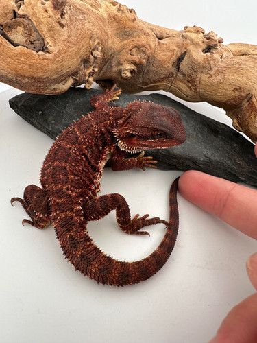 Female double het 100% Red Monster | Dizon Dragons