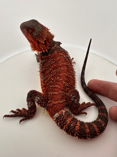 Male double het 100% Red Monster | Dizon Dragons