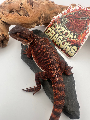 Female pos het/trans ( 100% Red Monster) | Dizon Dragons