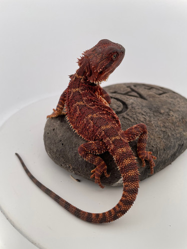 Male double het 100% Red Monster | Dizon Dragons