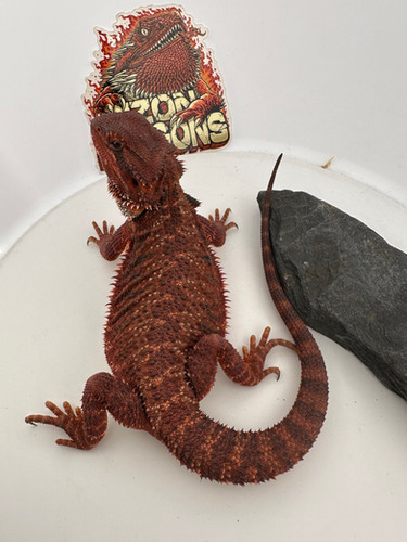 Female Double het (100% Red Monster) | Dizon Dragons