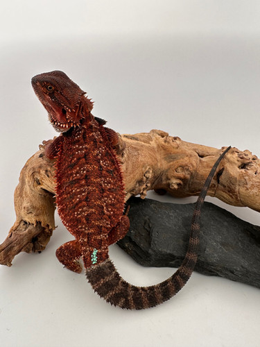 Male double het 100% Red Monster | Dizon Dragons