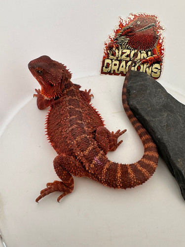 Female Double Het (100% Red Monster) | Dizon Dragons