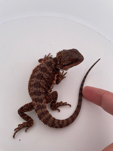 Male Double Het 100% Red Monster | Dizon Dragons