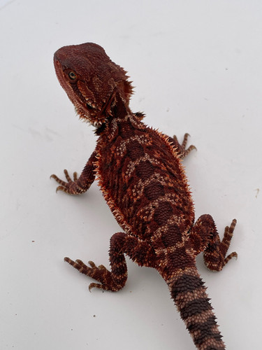 Female Double Het 100% Red Monster | Dizon Dragons