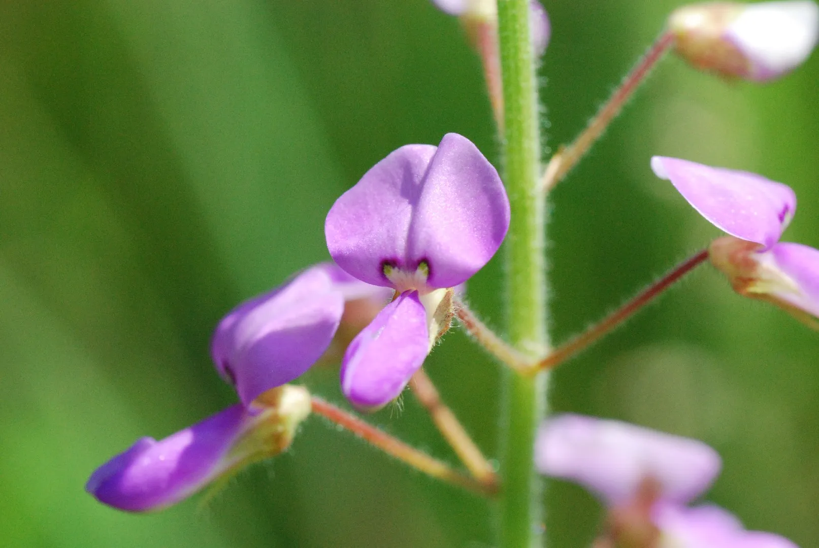 Showy Tick Trefoil | Tree Talk Natives