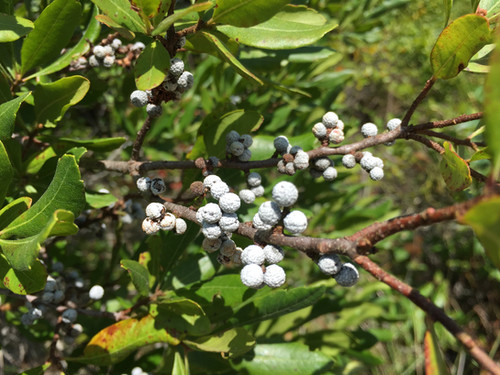 Bayberry, Northern | Tree Talk Natives