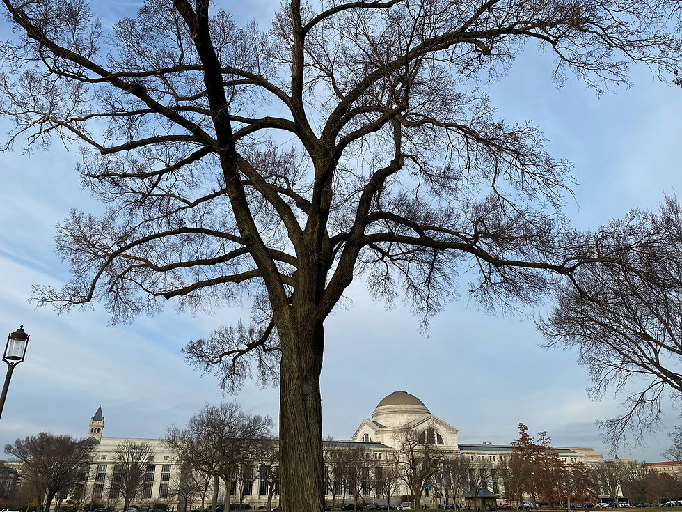 Massachusetts Trees & Shrubs - Native Plants for Sale | Tree Talk Natives