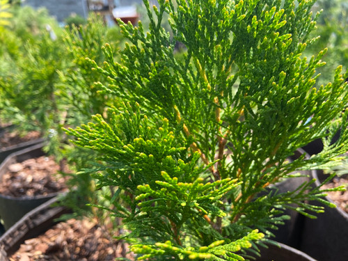 Arborvitae, Emerald Green | Tree Talk Natives