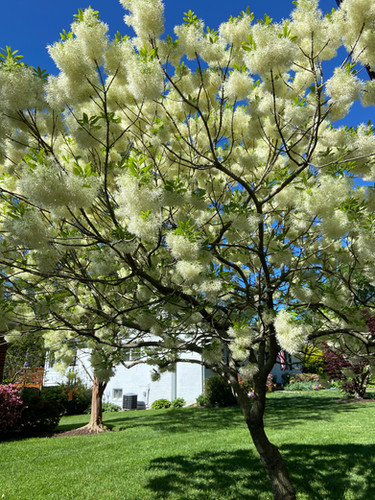 White Fringe Tree | Tree Talk Natives