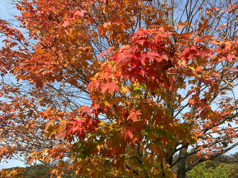Massachusetts Trees & Shrubs - Native Plants for Sale | Tree Talk ...