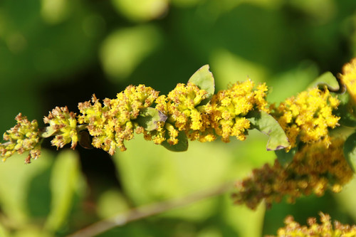 Goldenrod, Autumn 'Golden Fleece' | Tree Talk Natives