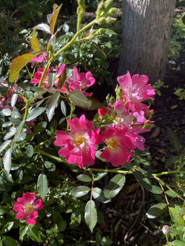 Rose, Swamp | Tree Talk Natives
