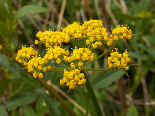 Golden Alexander | Tree Talk Natives