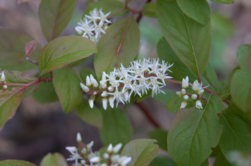 Virginia Sweetspire | Tree Talk Natives