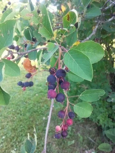 Serviceberry, Shadbush | Tree Talk Natives