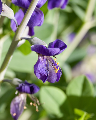 Baptisia australis (Blue Wild Indigo) | Tree Talk Natives